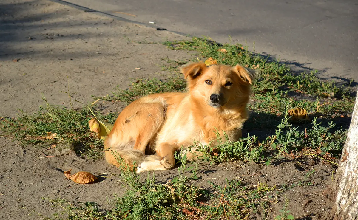 Kadunud Koer: Kuidas Kirjutada Oma Koera Leidmiseks Tõhus Otsinguteade?