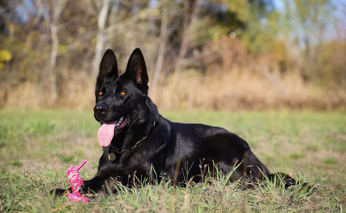Must Saksa Lambakoer: Millised Eripärad, Milline Iseloom?